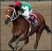 Two Miracles Named Alex: The Thoroughbred race horse Afleet Alex and ...