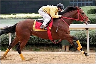 Two Miracles Named Alex: The Thoroughbred race horse Afleet Alex and ...